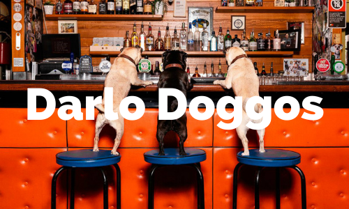 Darlo Bar | Dog Friendly Bar in Darlinghurst | Pupsy