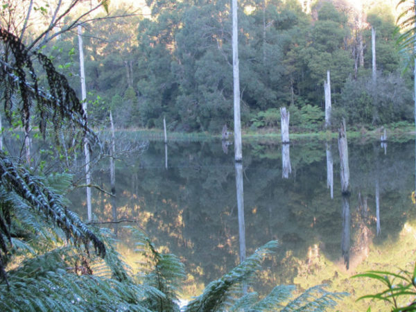 Lake Elizabeth Campground | Dog Friendly Camping in Forrest | Pupsy