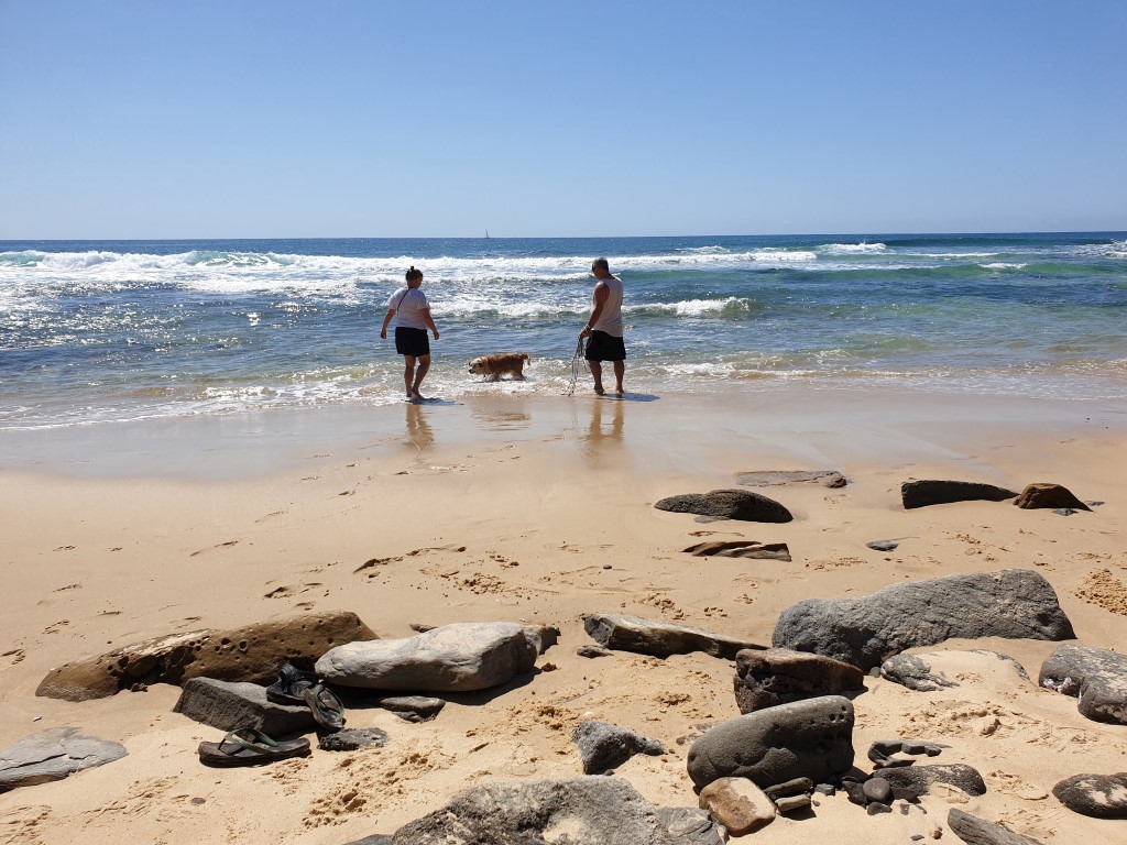 Point Cartwright Reserve | Timeshare Dog Friendly Beach in Buddina | Pupsy