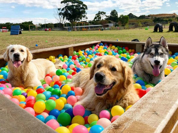 Doggy Play Park | Dog Amusement Park in Heatherton | Pupsy