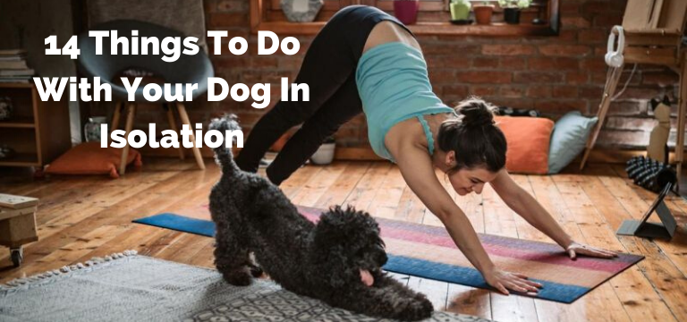 14 Things to do with your dog in isolation | Pupsy