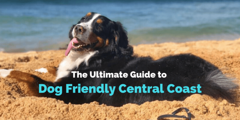 26 Best Dog Friendly Beaches, Bars & Cafes in Central Coast