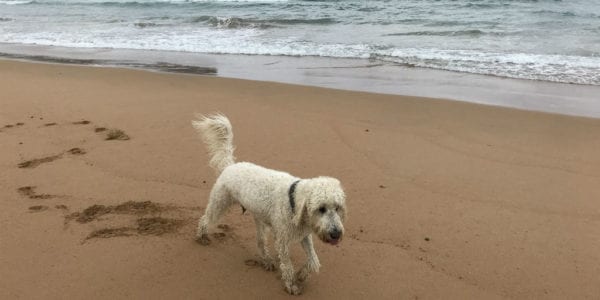 Hottest 100 Dog Friendly Beaches | PUPSY