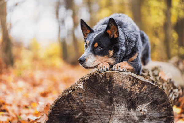 PET FRIENDLY ORANGE MUDGEE | Pupsy