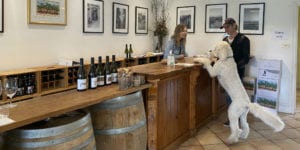 29 Best Dog Friendly Wineries, Bars & Cafes In Hunter Valley