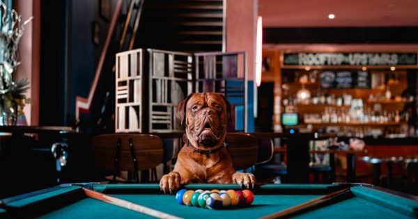 Darlo Bar | Dog Friendly Bar in Darlinghurst | Pupsy