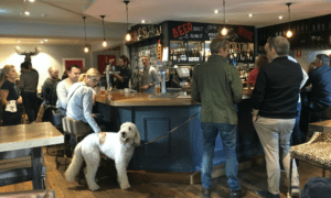 71 Dog Friendly Pubs In Sydney Welcoming Your Dog Inside | Pupsy