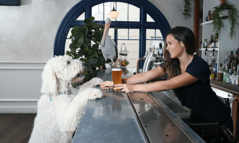 71 Dog Friendly Pubs In Sydney Welcoming Your Dog Inside | Pupsy