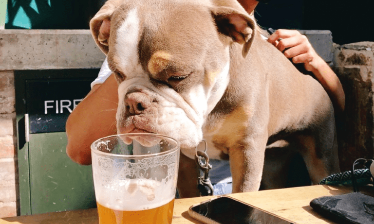 71 Dog Friendly Pubs In Sydney Welcoming Your Dog Inside | Pupsy