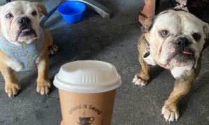 28 Dog Friendly Beaches, Bars, Walks and more in Gold Coast | Pupsy