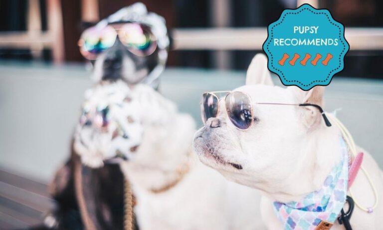 68 Dog Friendly Pubs In Sydney Welcoming Your Dog Inside | Pupsy