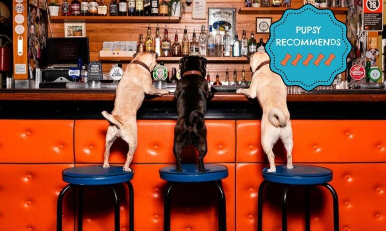 71 Dog Friendly Pubs In Sydney Welcoming Your Dog Inside | Pupsy