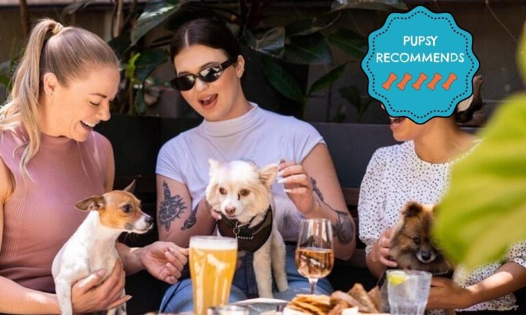 68 Dog Friendly Pubs In Sydney Welcoming Your Dog Inside | Pupsy