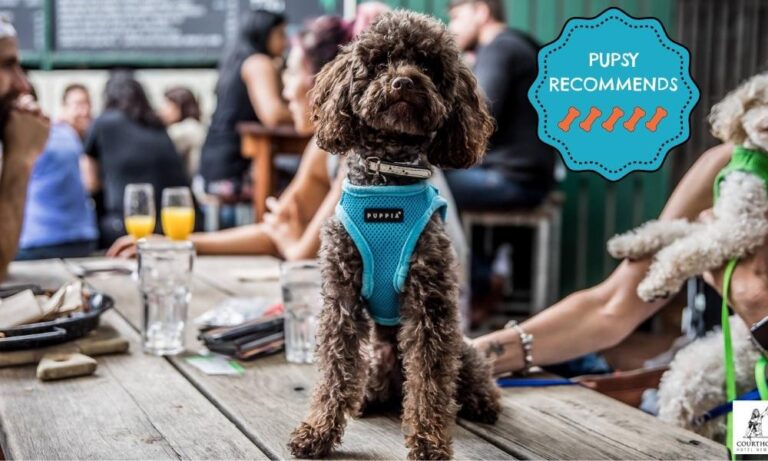 71 Dog Friendly Pubs In Sydney Welcoming Your Dog Inside | Pupsy