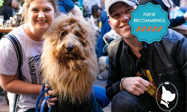 71 Dog Friendly Pubs In Sydney Welcoming Your Dog Inside | Pupsy