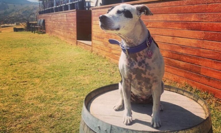 The Best Dog Friendly Wineries, Pubs and Walks in Orange & Mudgee