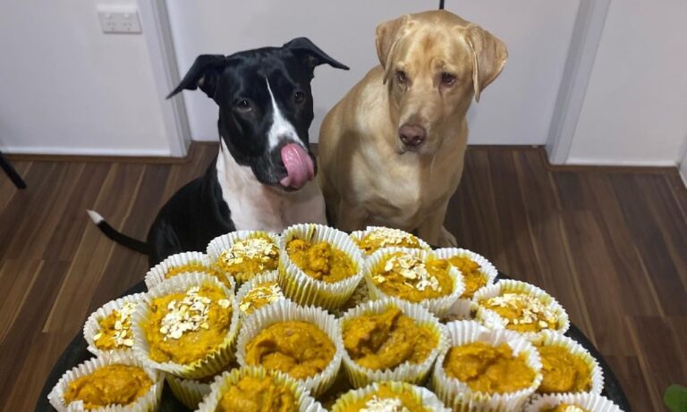 30 Dog Friendly Beaches, Bars, Walks and more in Gold Coast | Pupsy