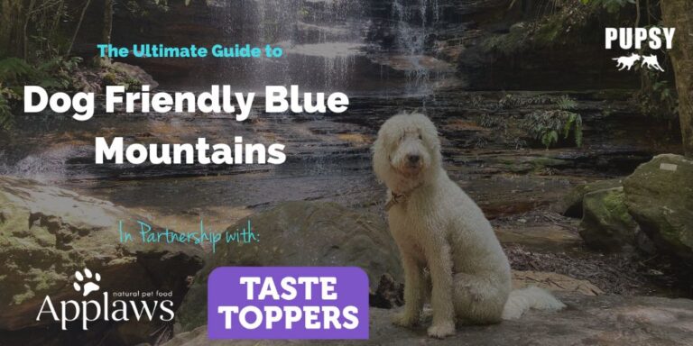 12 Best Dog Friendly Walks, Bars and Cafes in the Blue Mountains | Pupsy