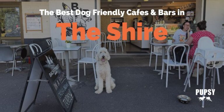 The Best Dog Friendly Cafes, Bars and Walks in The Shire (Cronulla ...